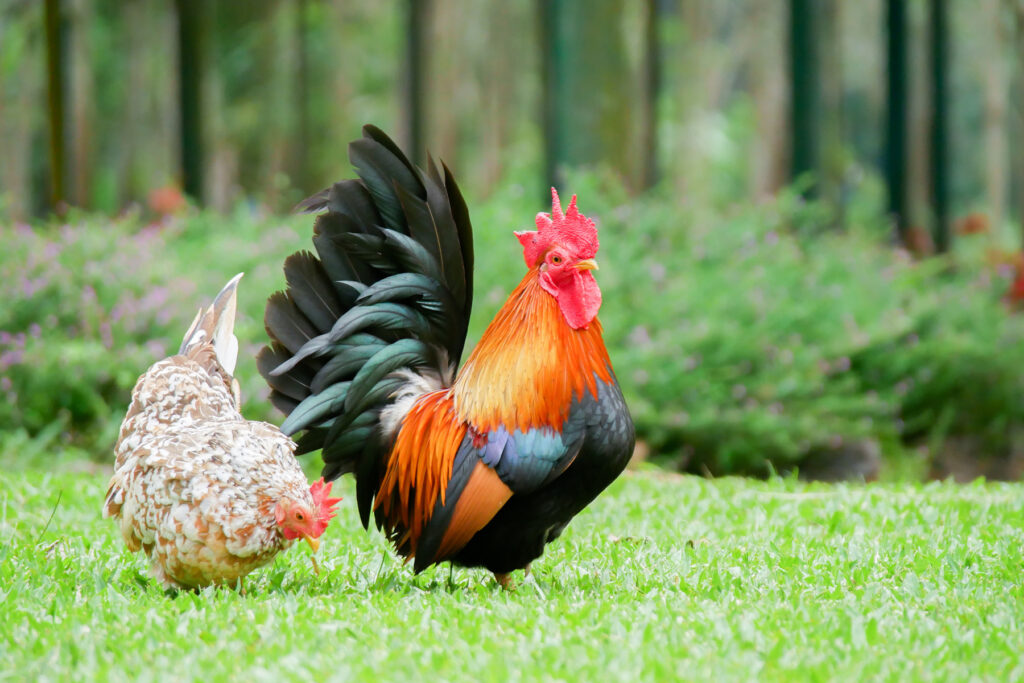 Small and Useful Bantam Chickens - Backyard Poultry